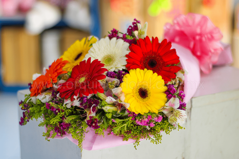 6 Gerberas Premium | Orquídea Boutique Floral